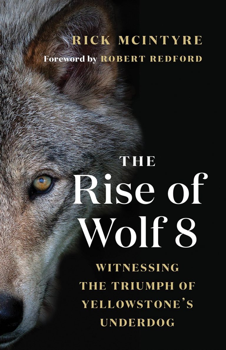 The Rise of Wolf 8: Witnessing the Triumph of Yellowstone’s Underdog by ...